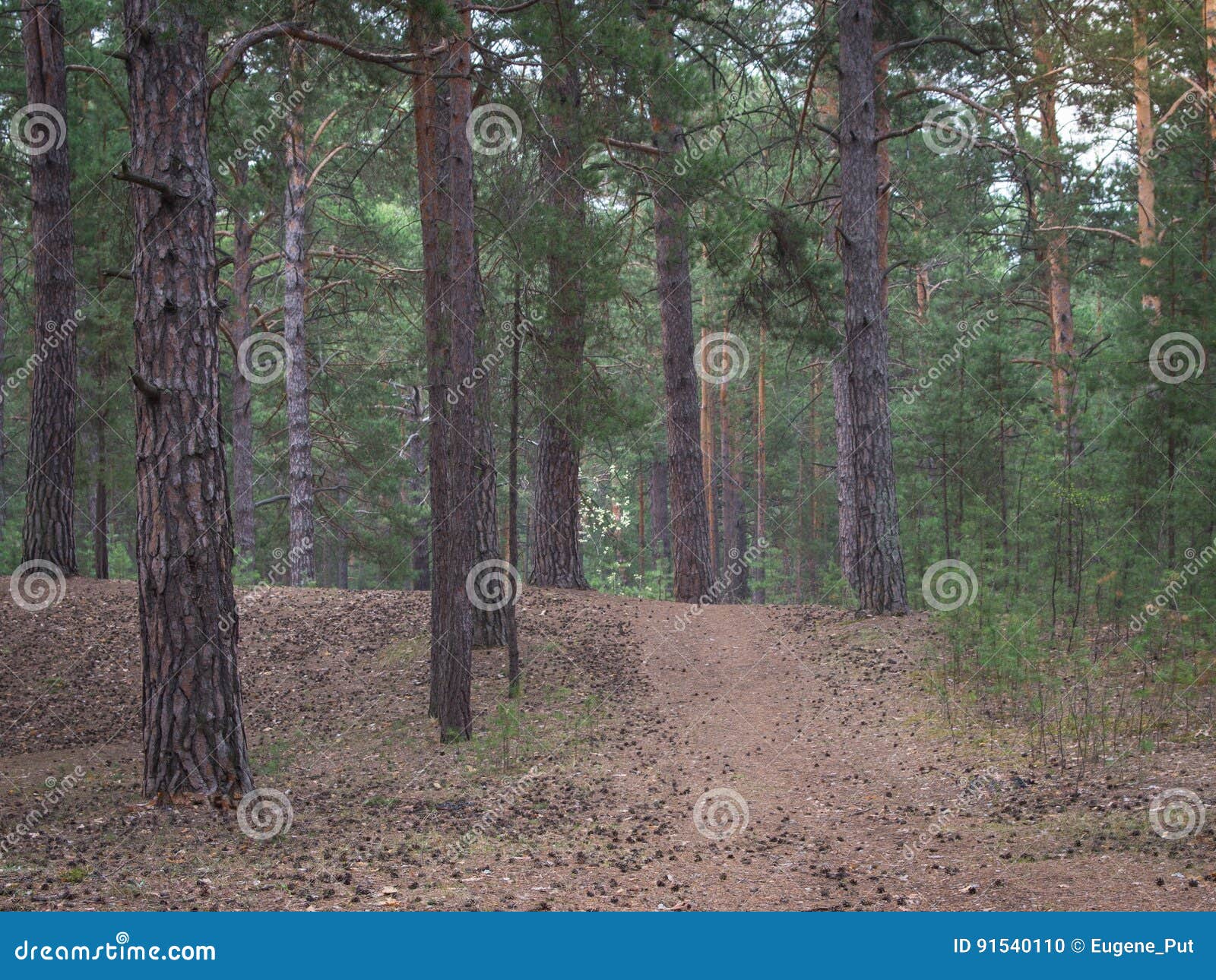 Path Leading through the Pine Forest at the Sunrise in Spring Stock ...