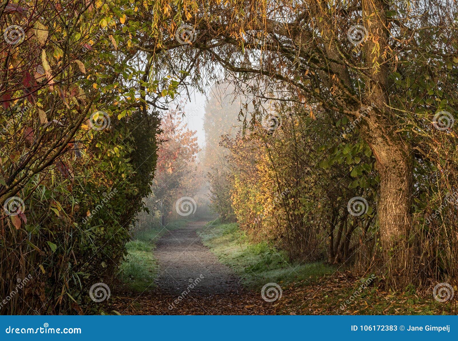 Path Leading Under Fall Canopy Stock Image - Image of environment ...
