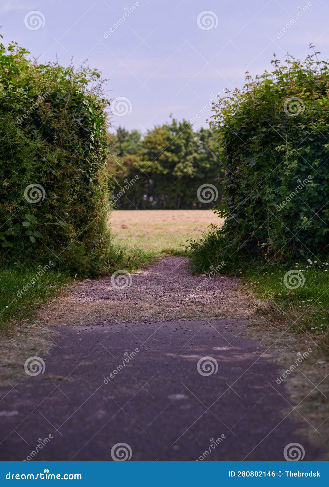 Path Leading Up To a Gap in a Hedgerow and a Field Beyond on Summer Day ...