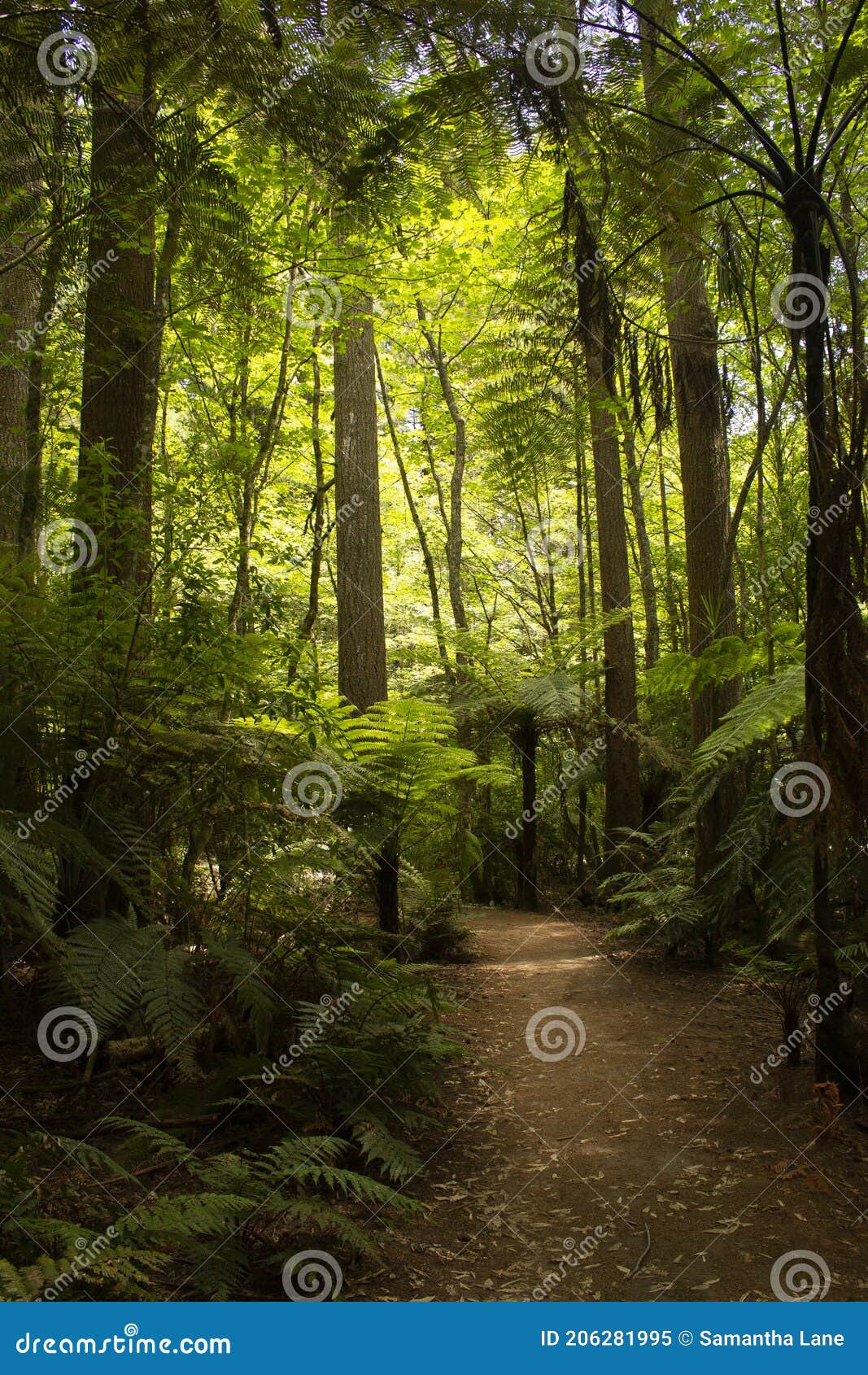 Path Leading through Young Forest and Ferns Stock Image - Image of ...