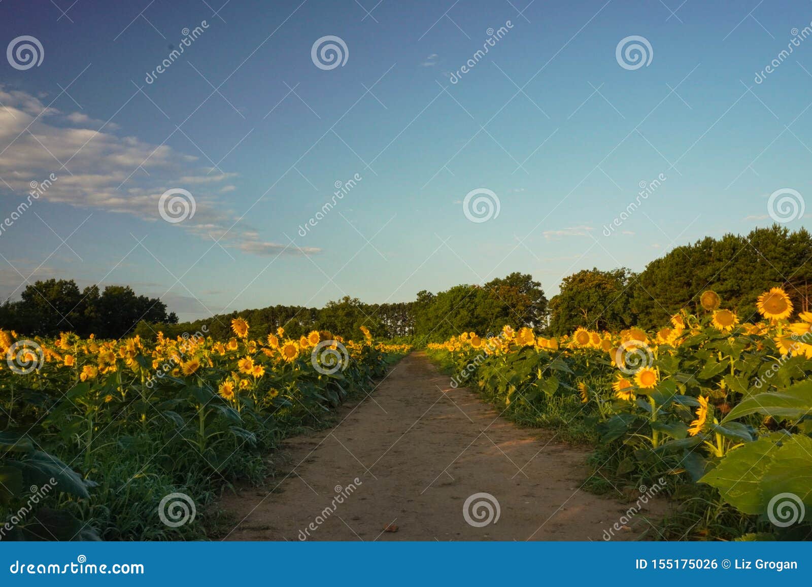 A Path Leads Down the Middle of a Sunflower Field at Sunrise in Summer ...