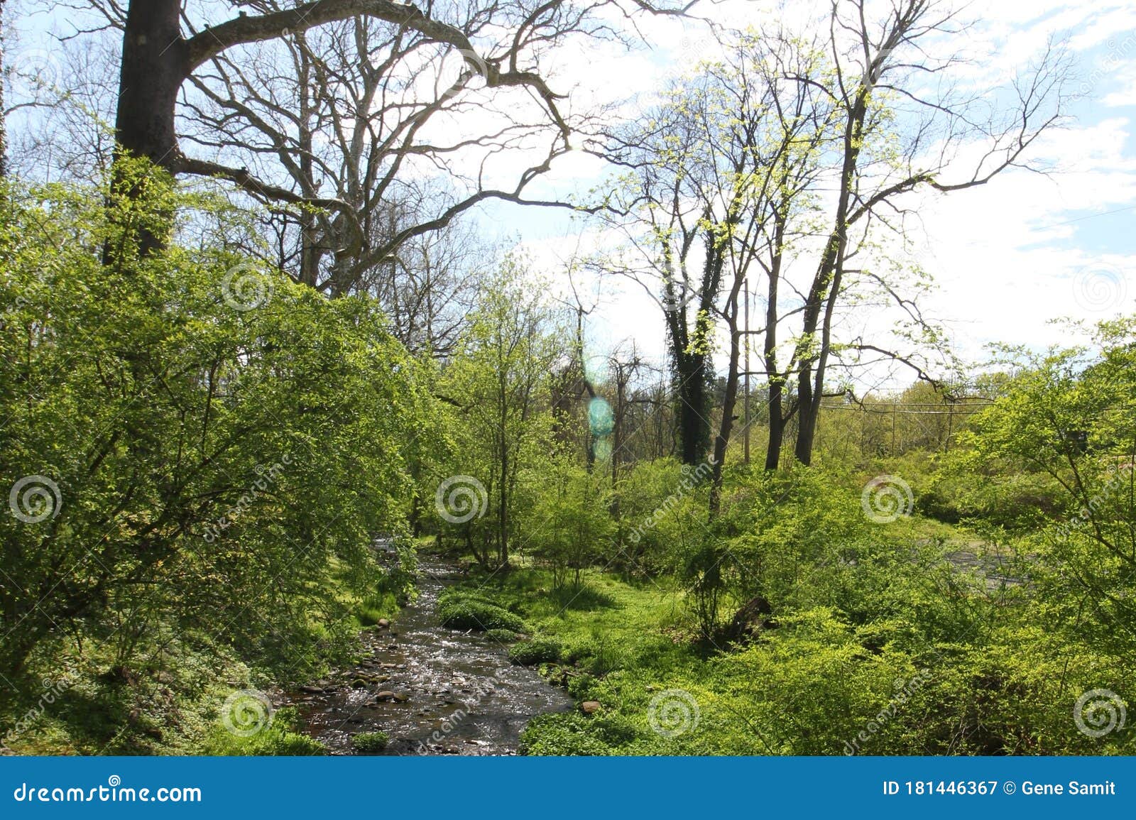 The Path Leads through the Forest on this Spring Afternoon. Stock Image ...
