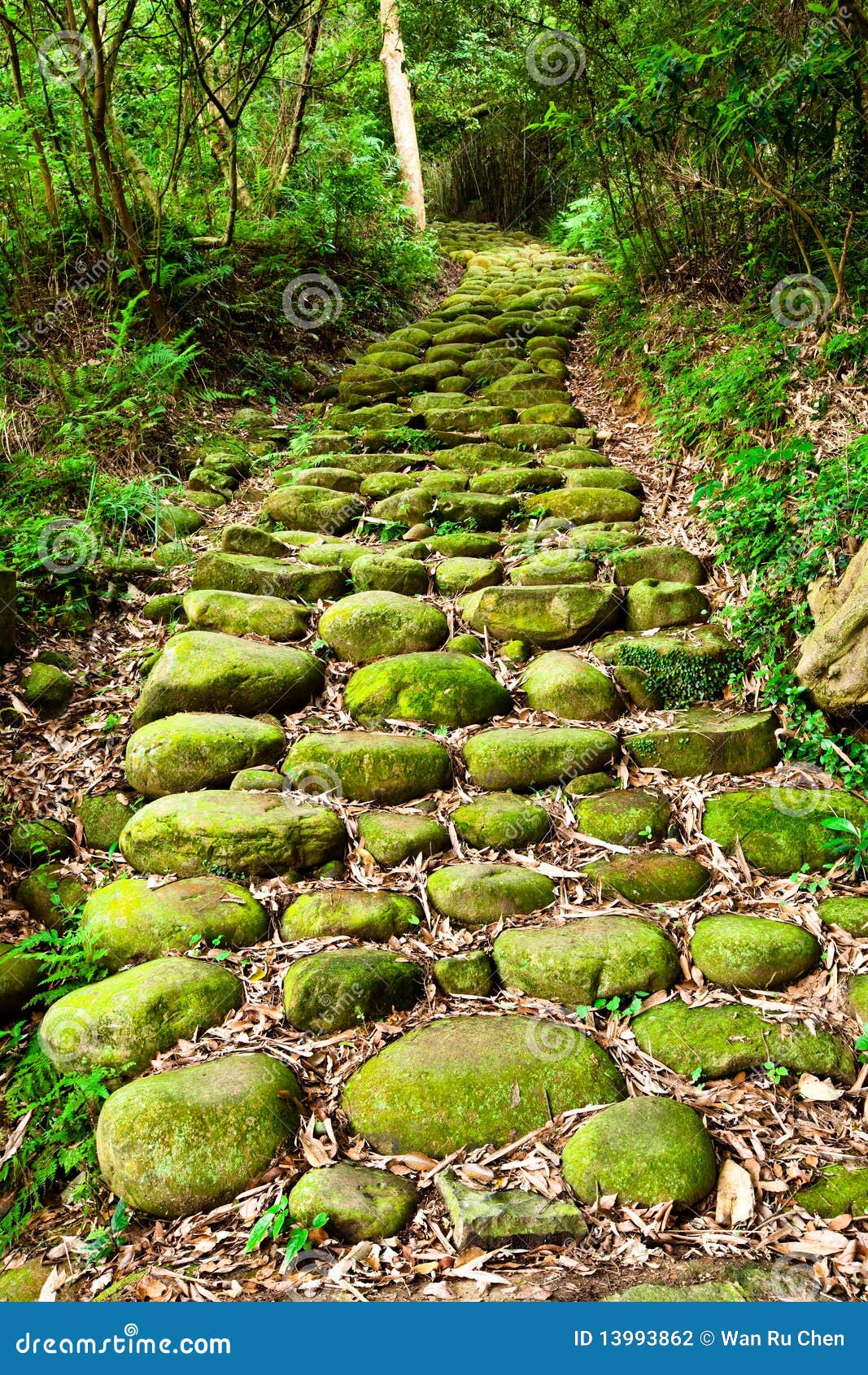 A Path Leads through Lush Forest Stock Photo - Image of bamboo, green ...