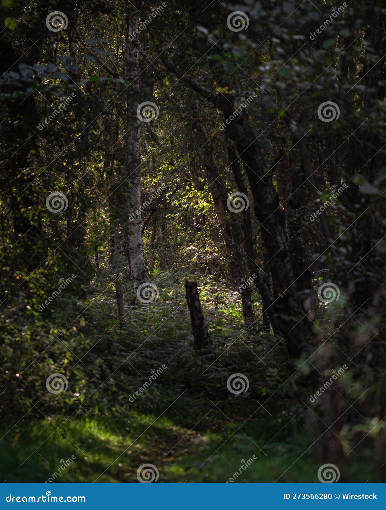 A Path Leads through the Middle of a Forest with Lots of Trees Stock ...