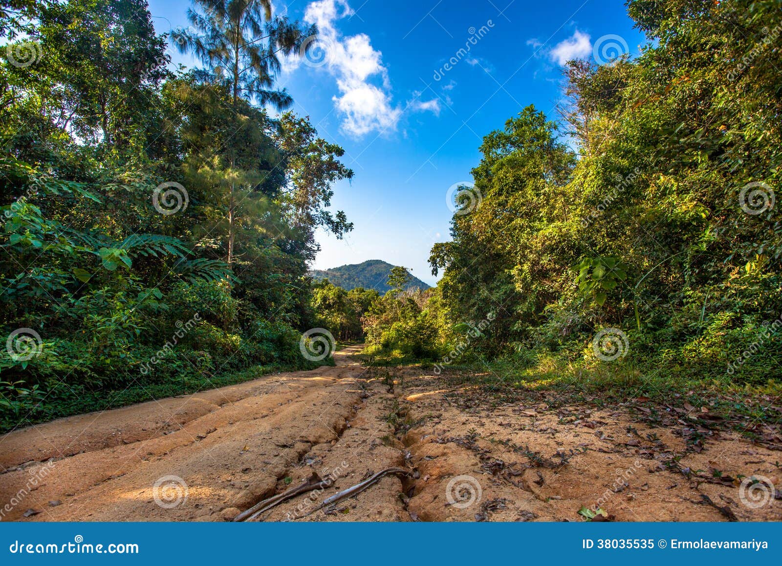 Path Leads into the Trees in Jungle Forest Stock Image - Image of ...
