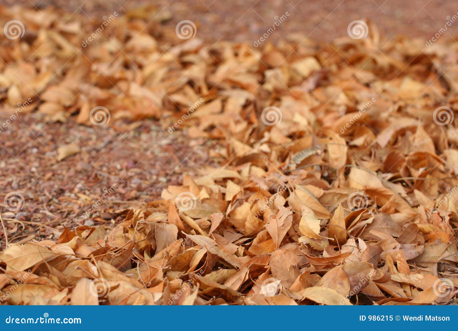 Path of leaves stock image. Image of leaf, autumn, dirt - 986215