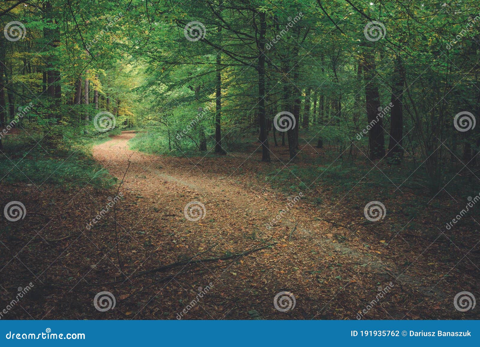 A Path with Leaves in the Dark Green Forest Stock Photo - Image of ...