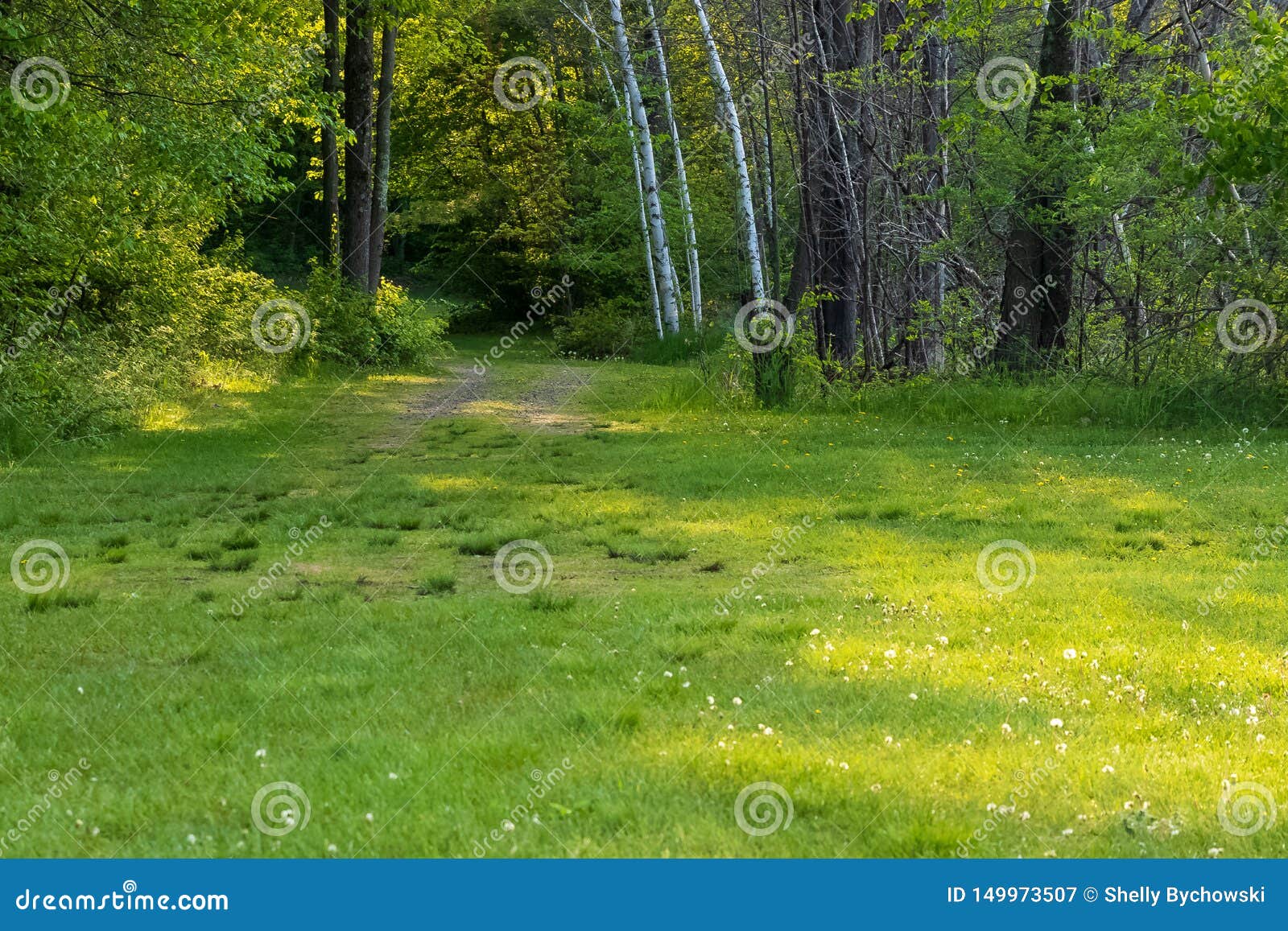 Path Leding into the Forest from a Meadow Clearing in the Northwoods ...