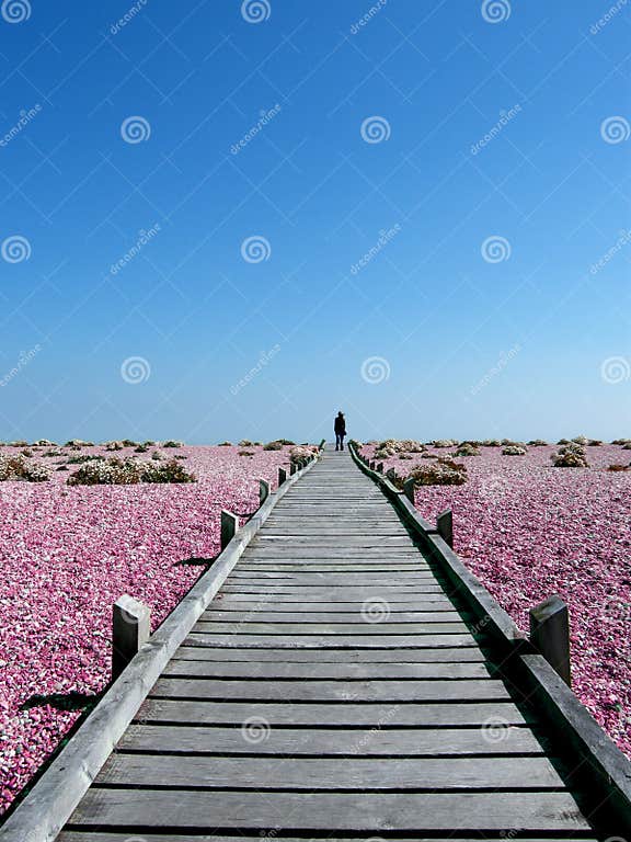 Path of life stock image. Image of pink, away, infinite - 9953879