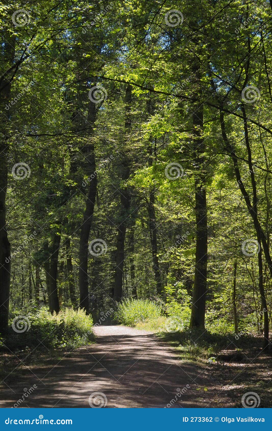Path with Light and Shadows Stock Photo - Image of evening, calm: 273362