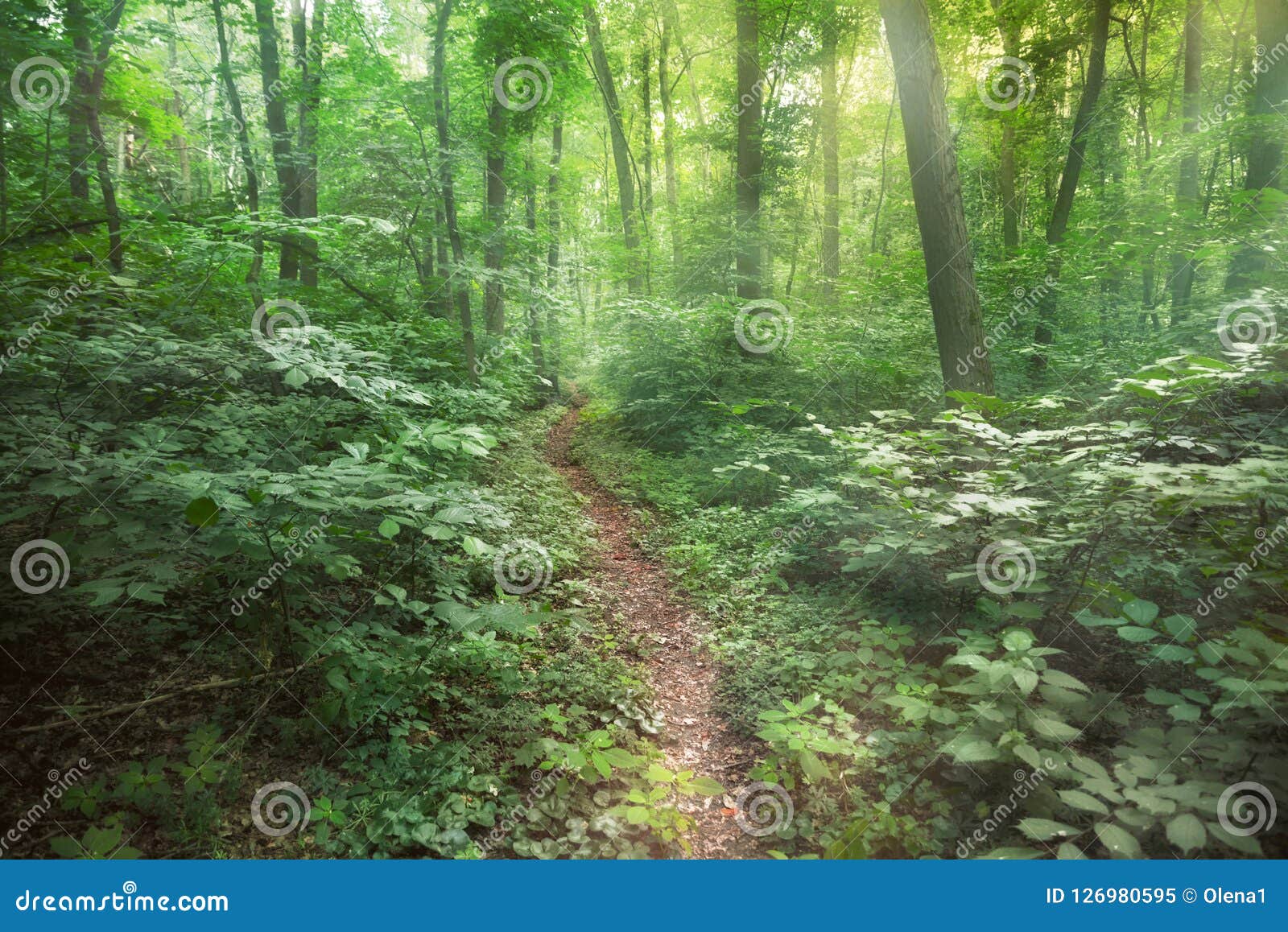 Path of light stock image. Image of path, banner, forest - 126980595