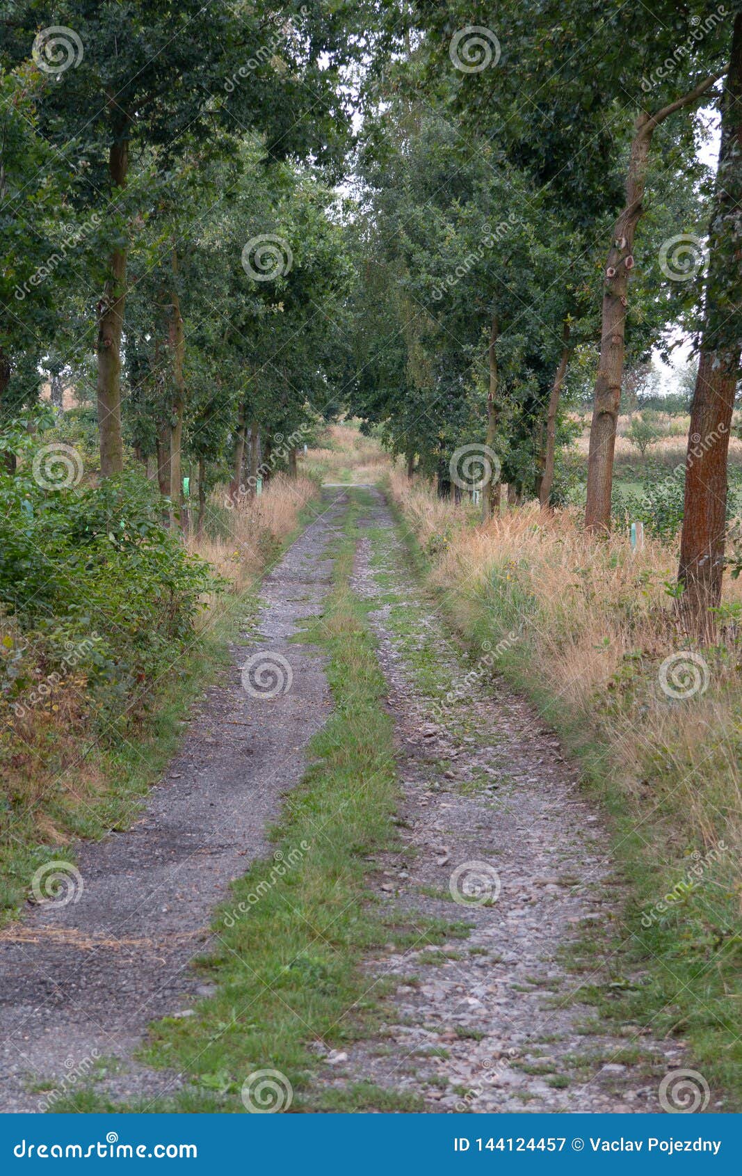 Path through a Line of Trees Stock Image - Image of thicket, rural ...