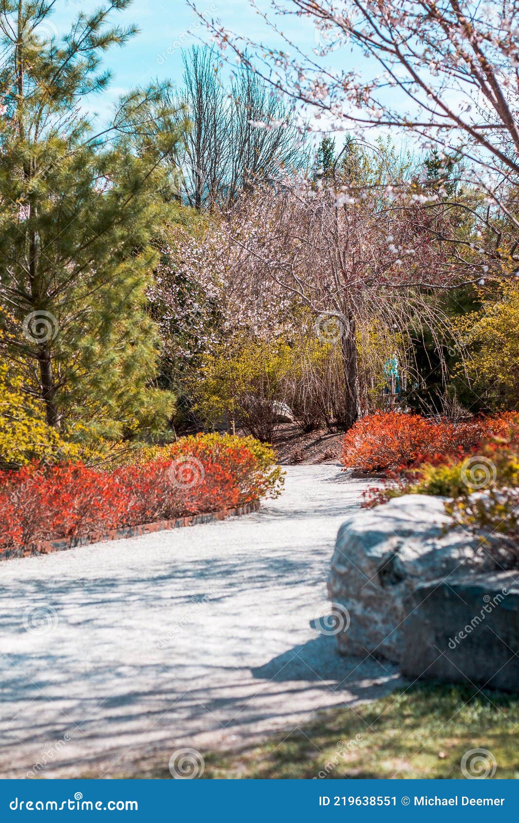 Path Lined in Cherry Blossom Trees Stock Image - Image of michigan ...