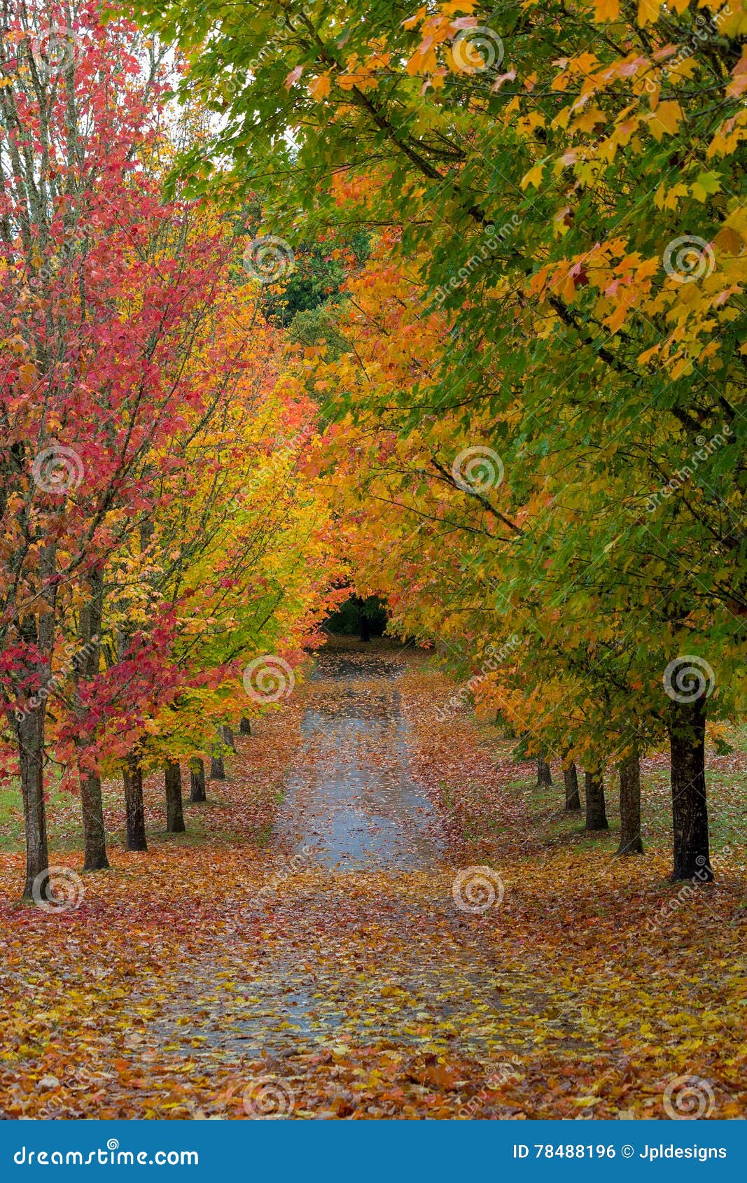 Path Lined with Maple Trees in Fall Season Stock Photo - Image of ...