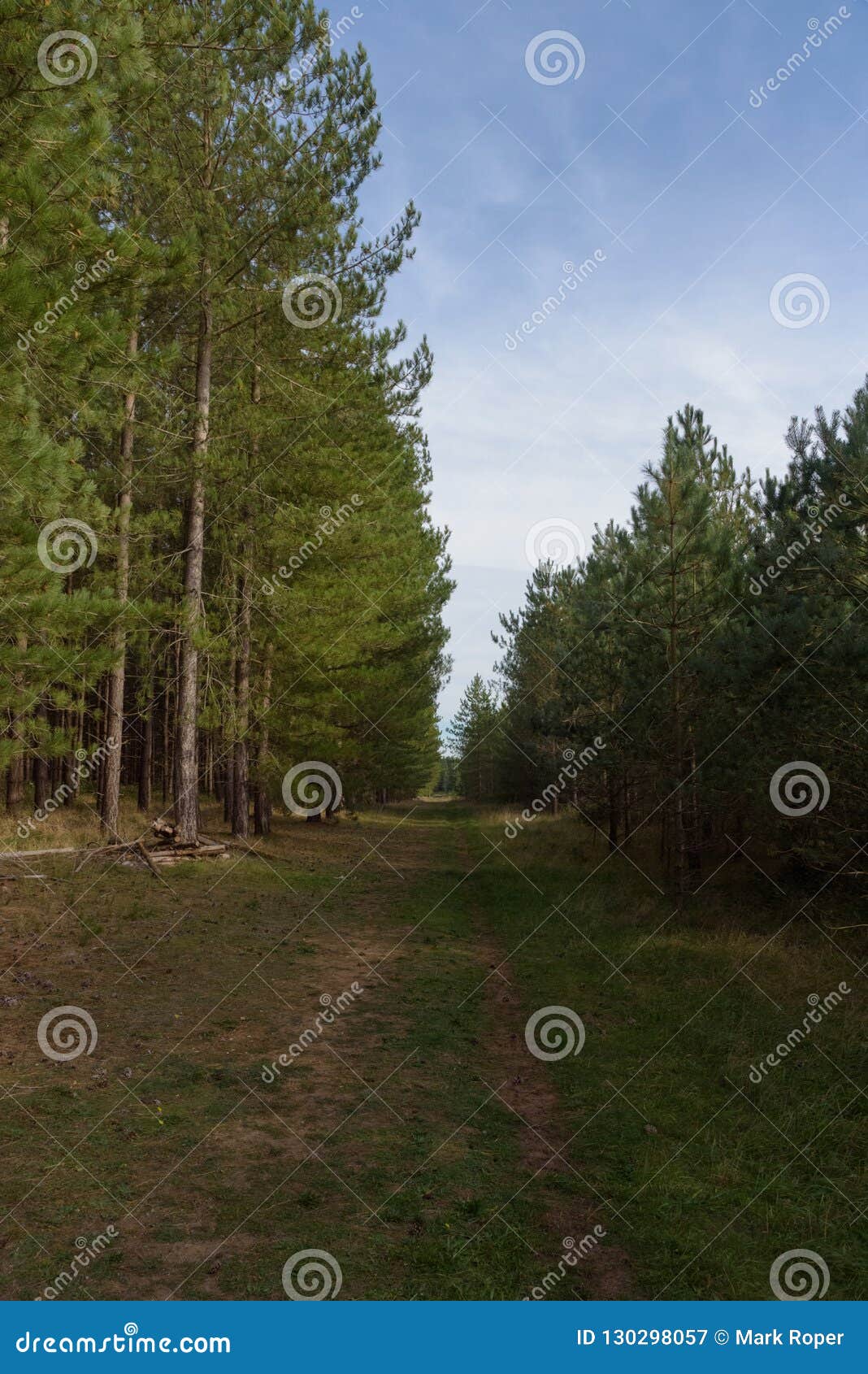 Path Lined with Pine Trees at Kings Forest Stock Image - Image of relax ...