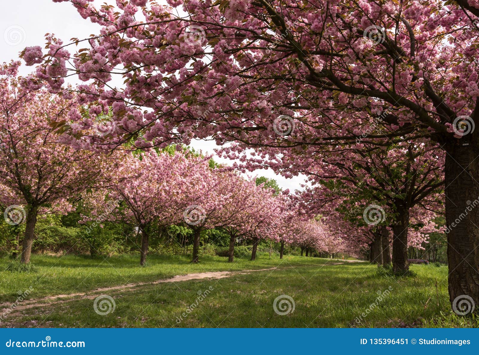 Path Lined with Sakura Trees in Bloom - Cherry Blossoms Walking Path ...