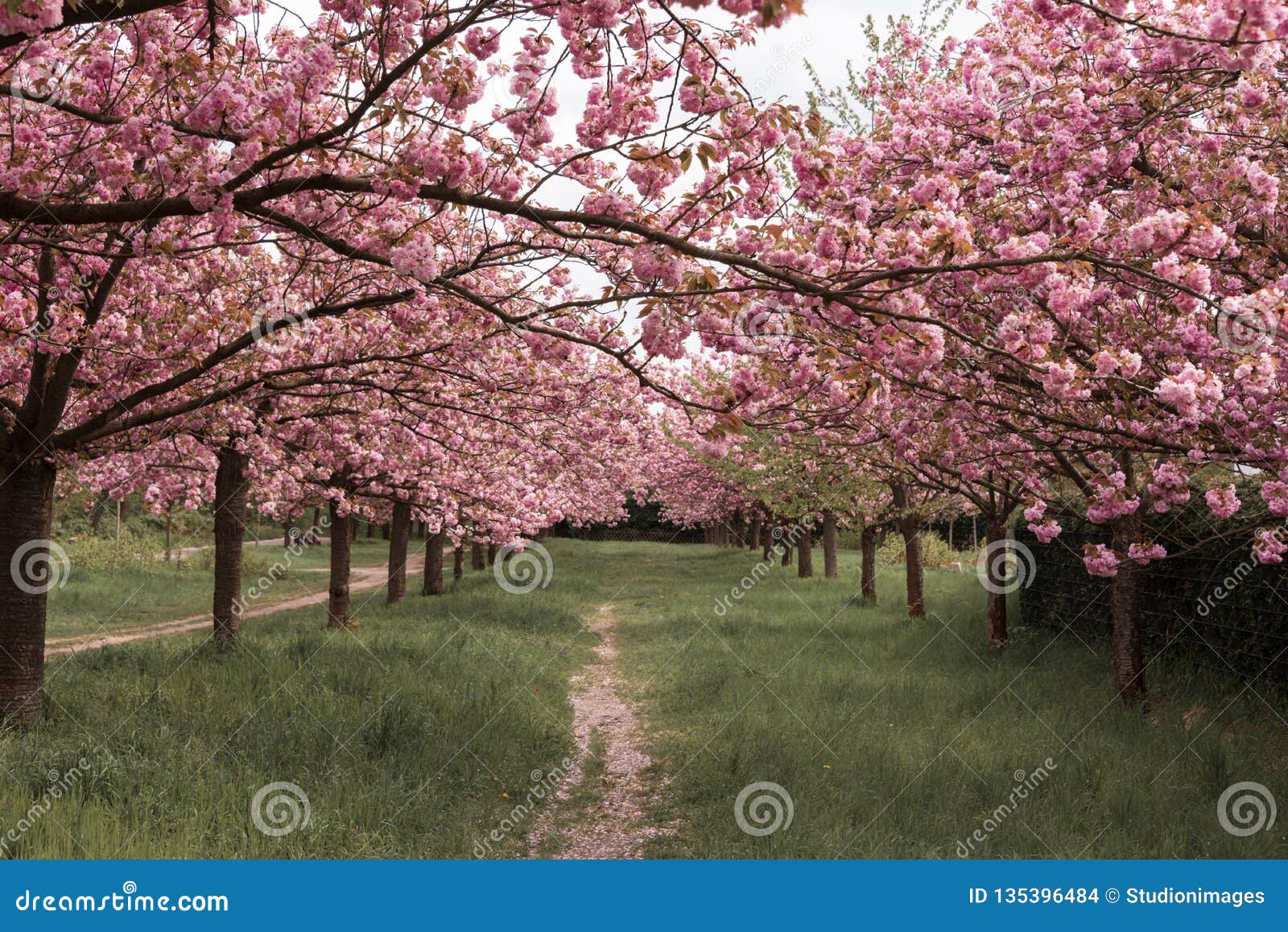 Path Lined with Sakura Trees in Bloom - Cherry Blossoms Walking Path ...