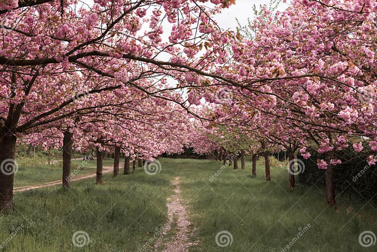 Path Lined with Sakura Trees in Bloom - Cherry Blossoms Walking Path ...