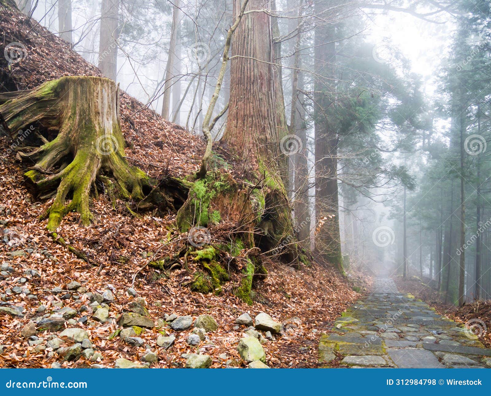 A Pathway between Large Trees and a Fallen Tree on the Other Side Stock ...