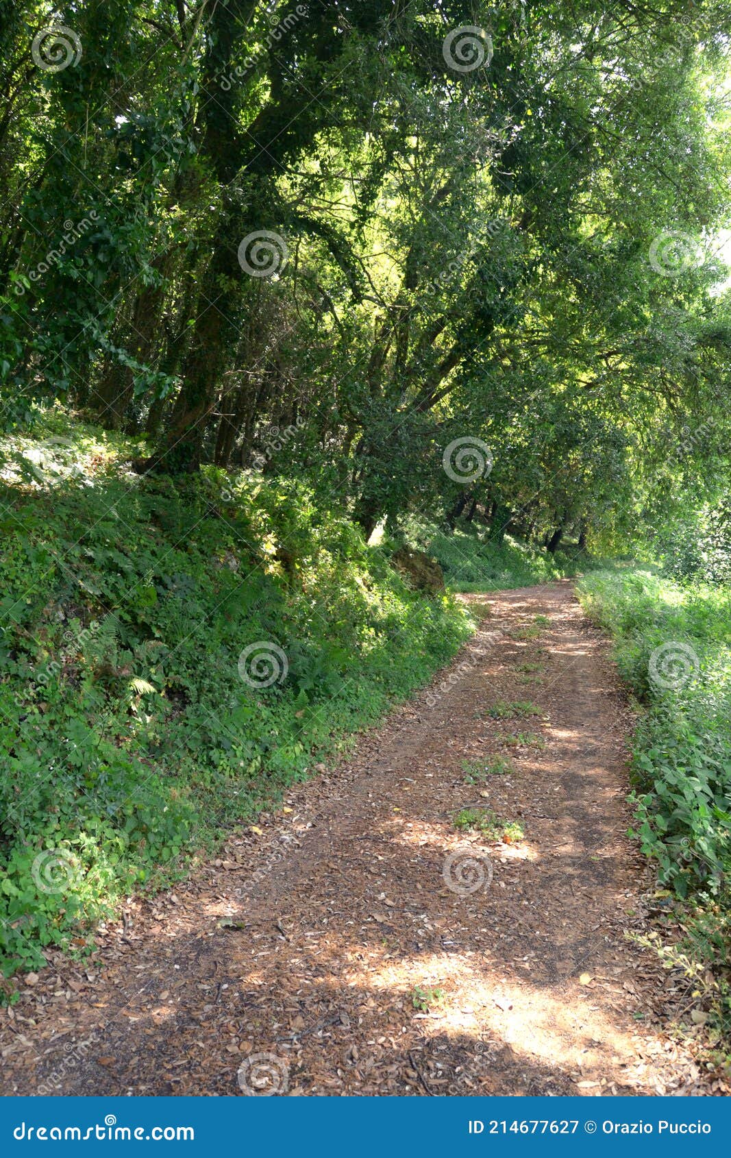 Path Lined with Trees in the Middle of the Woods Stock Image - Image of ...