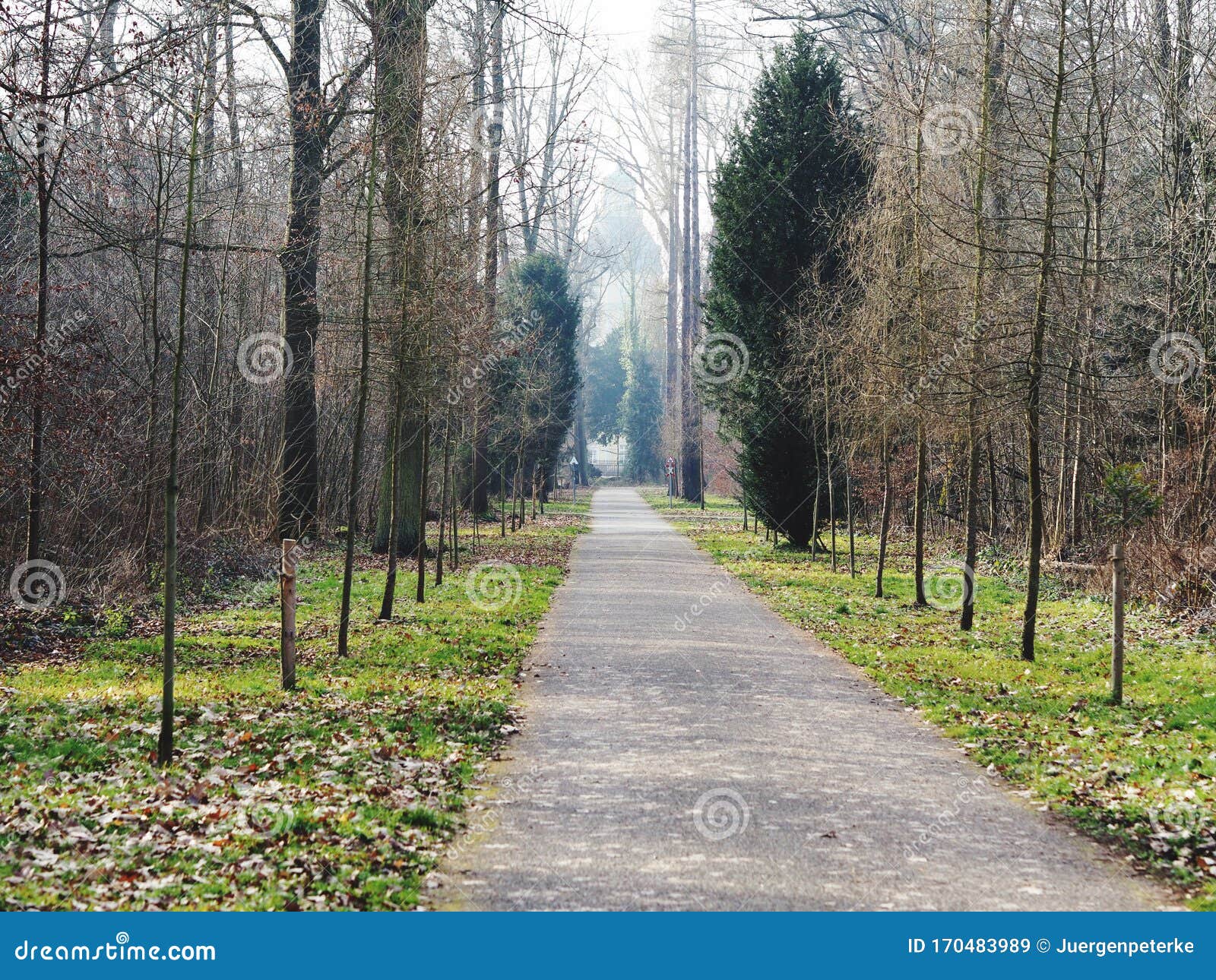 A Path through Lines of Trees and Bushes Stock Image - Image of walk ...