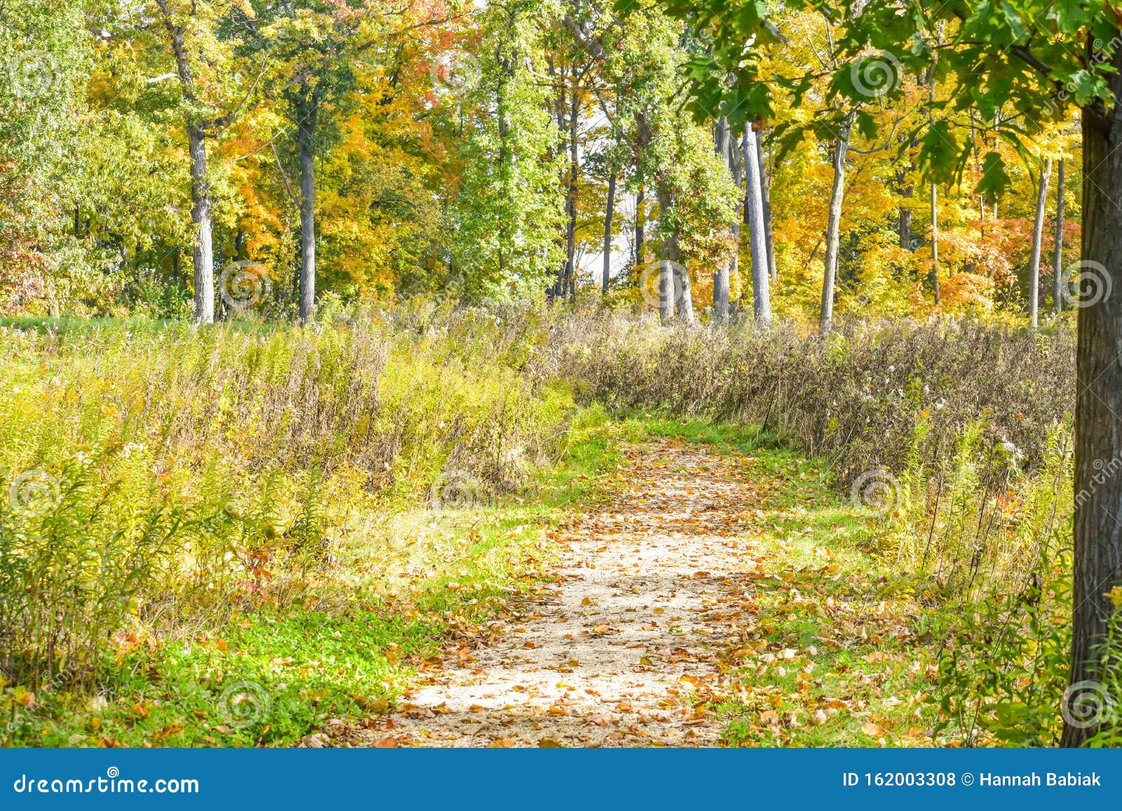 Path Through Lizard Mound County Park Stock Photography | CartoonDealer ...