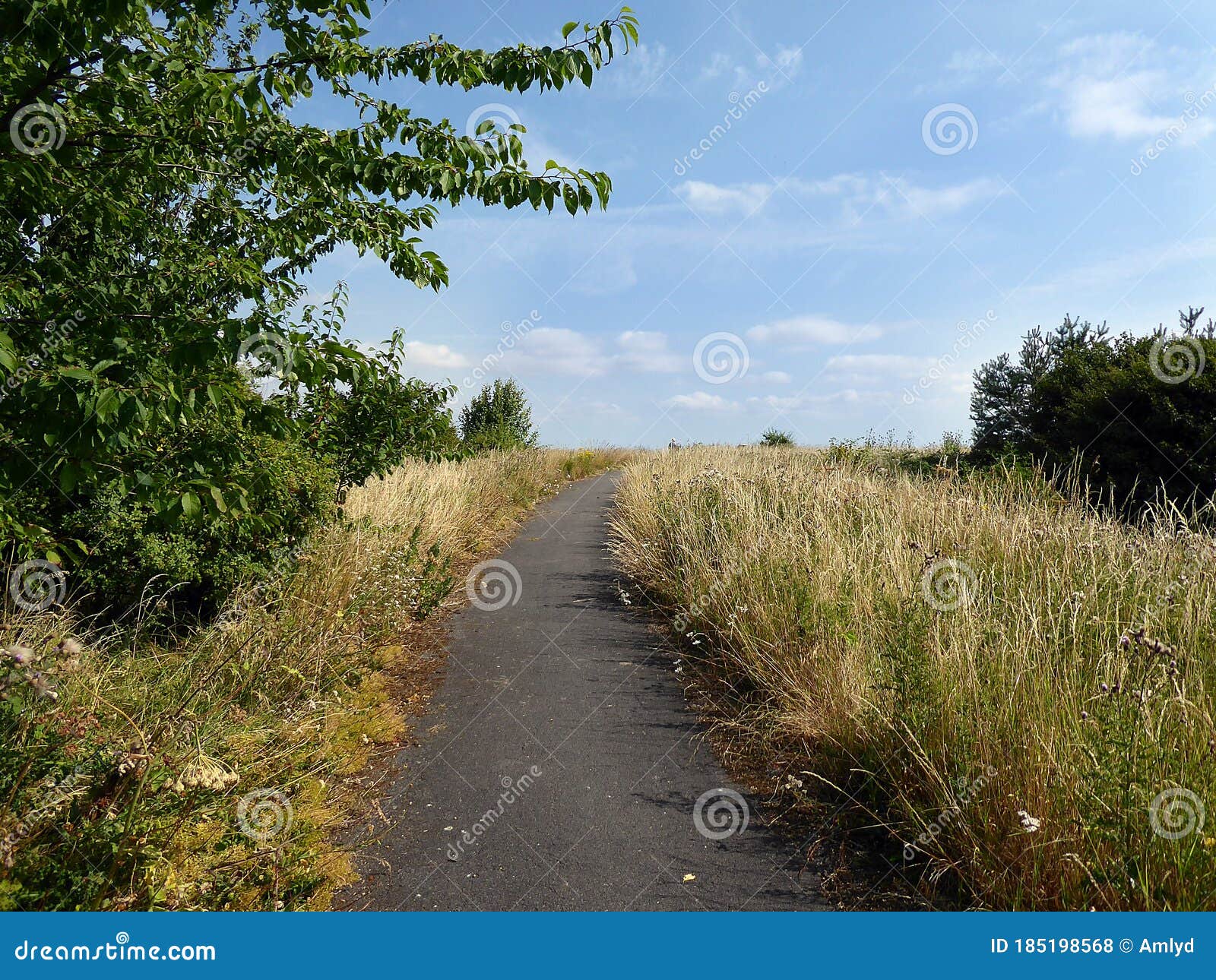 Path through Long Grass with Bushes Stock Photo - Image of nature ...