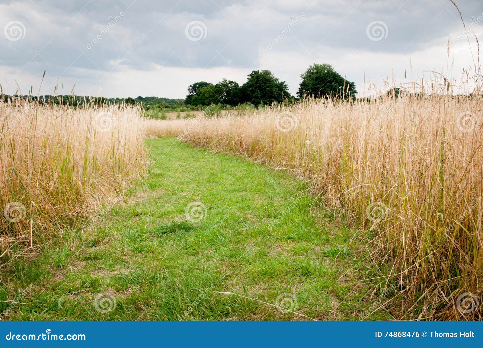 Path through Long Grass in a Sunny Summer Meadow Stock Photo - Image of ...