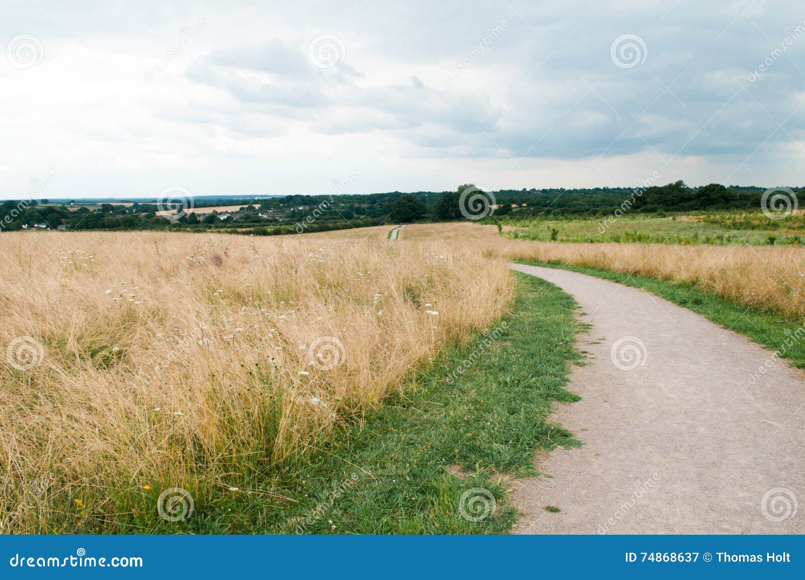 Path through Long Grass in a Sunny Summer Meadow Stock Image - Image of ...