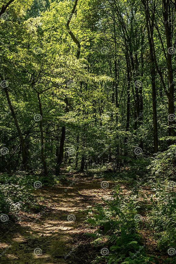 Path in Lush Deciduous Forest. Stock Photo - Image of path, leaves ...