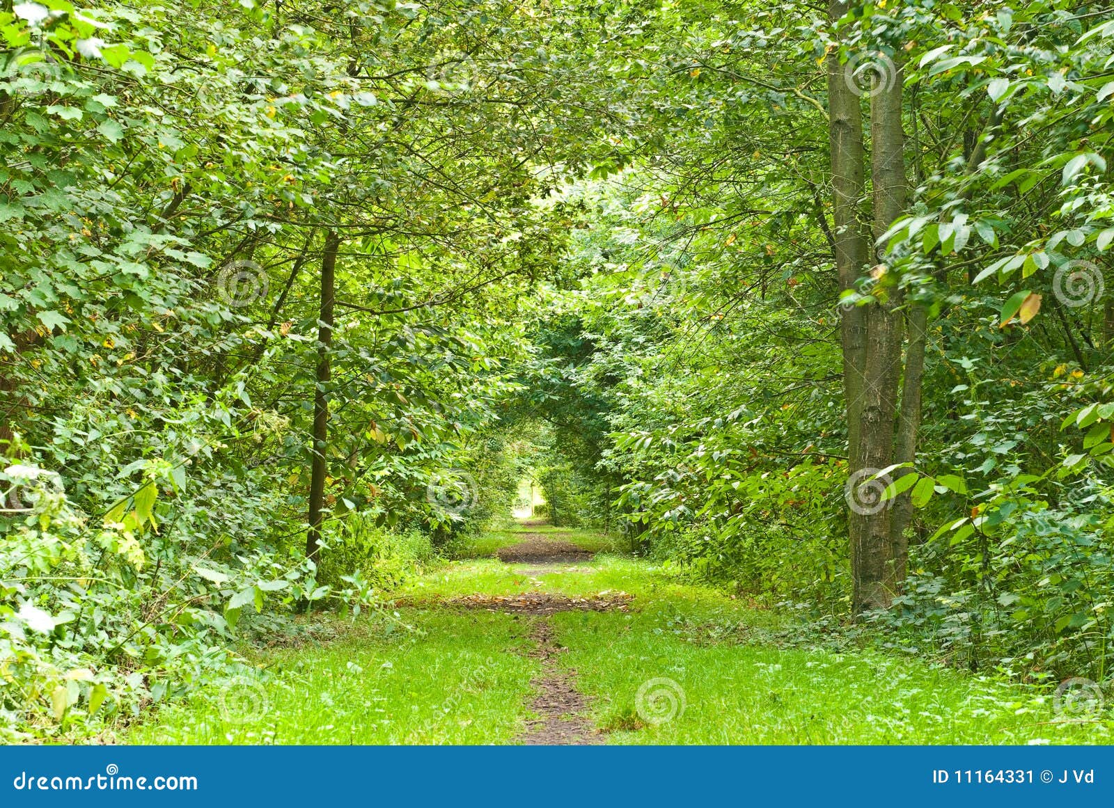 Path through lush forest stock image. Image of fall, light - 11164331