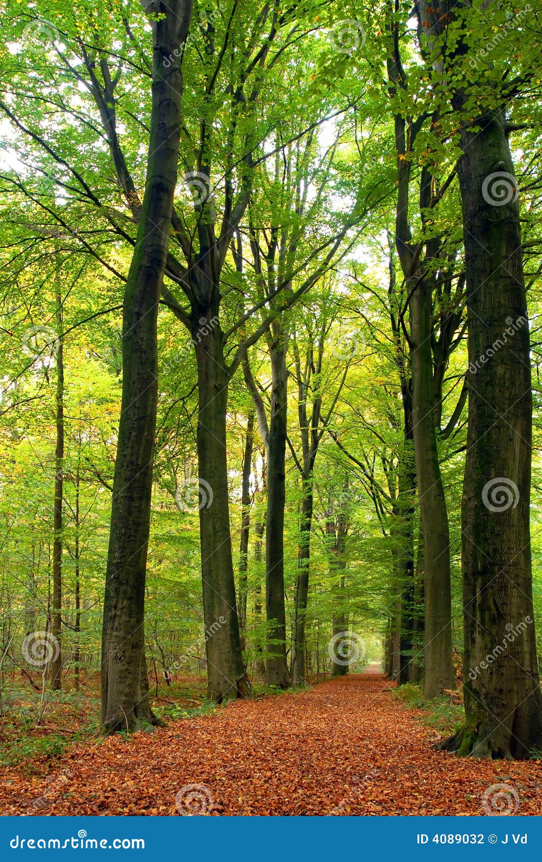 Path through lush forest stock photo. Image of growth - 4089032