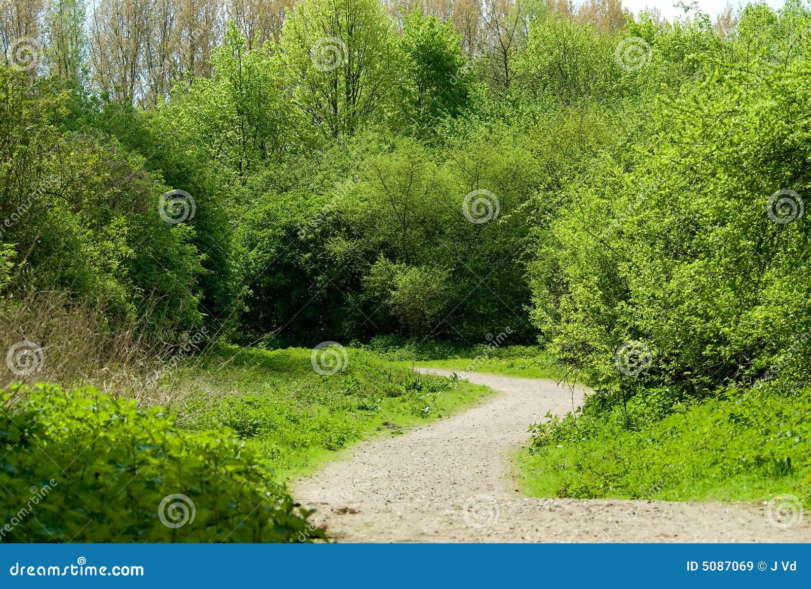 Path through lush forest stock image. Image of health - 5087069