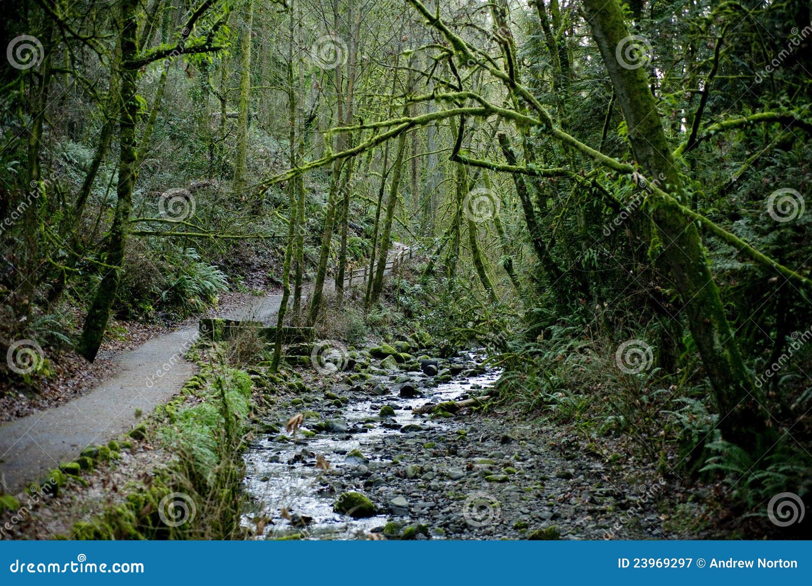 Path through lush forrest stock image. Image of green - 23969297