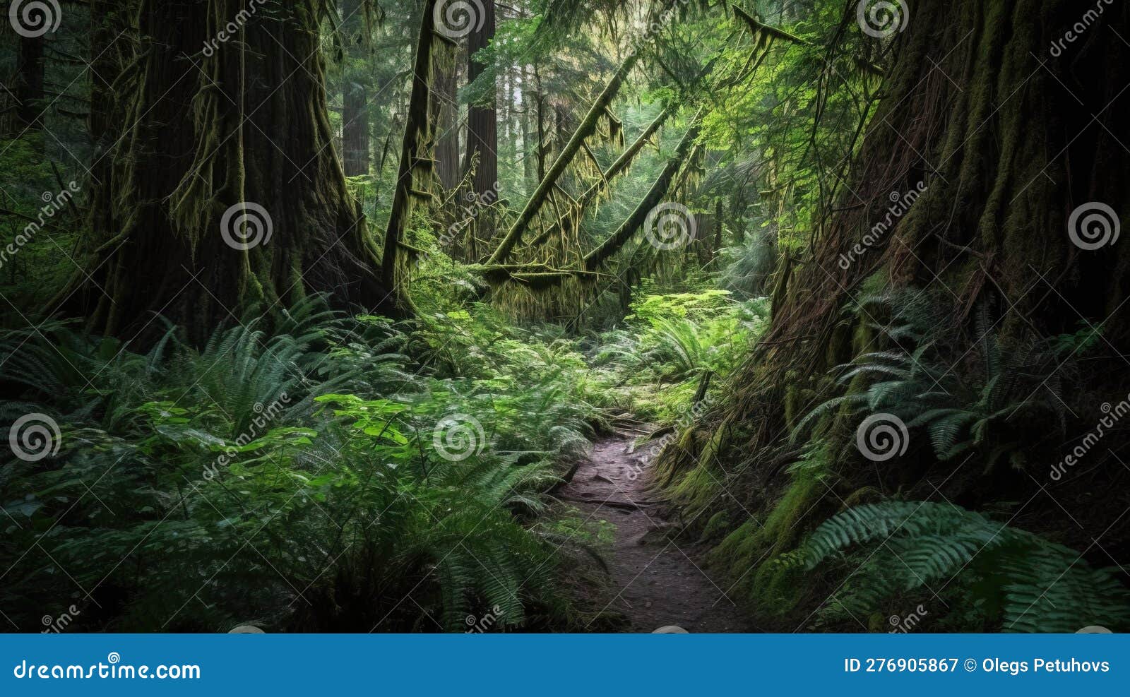 A Path through a Lush Green Forest Filled with Trees and Ferns Stock ...