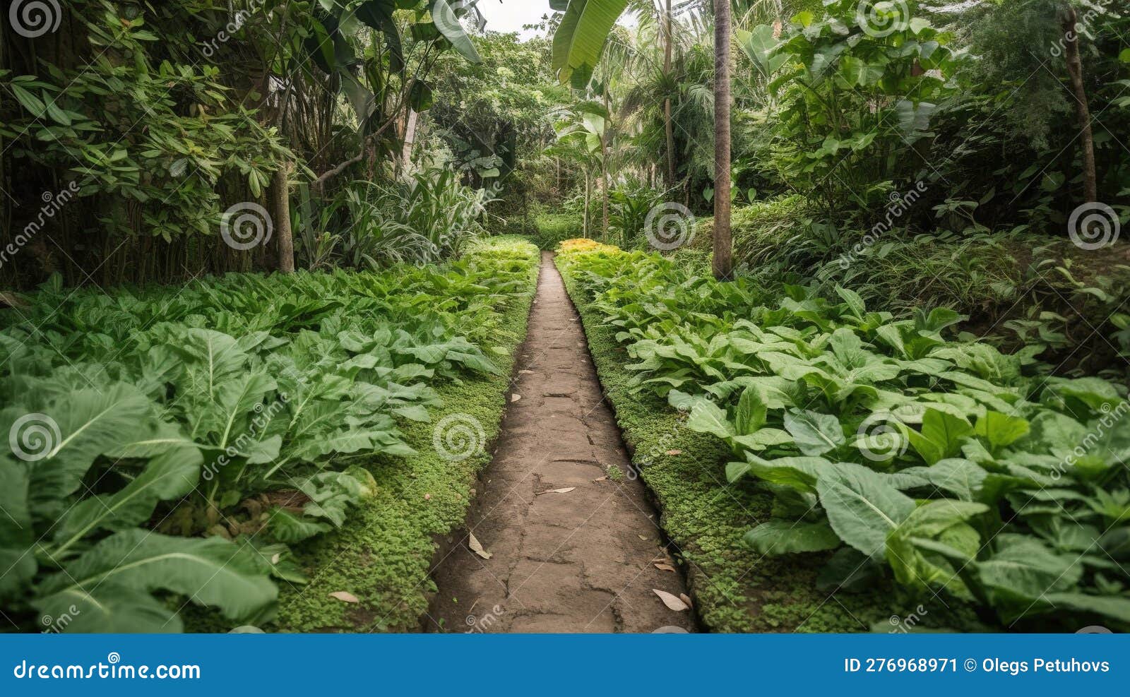 A Path through a Lush Green Forest with Lots of Plants Stock ...