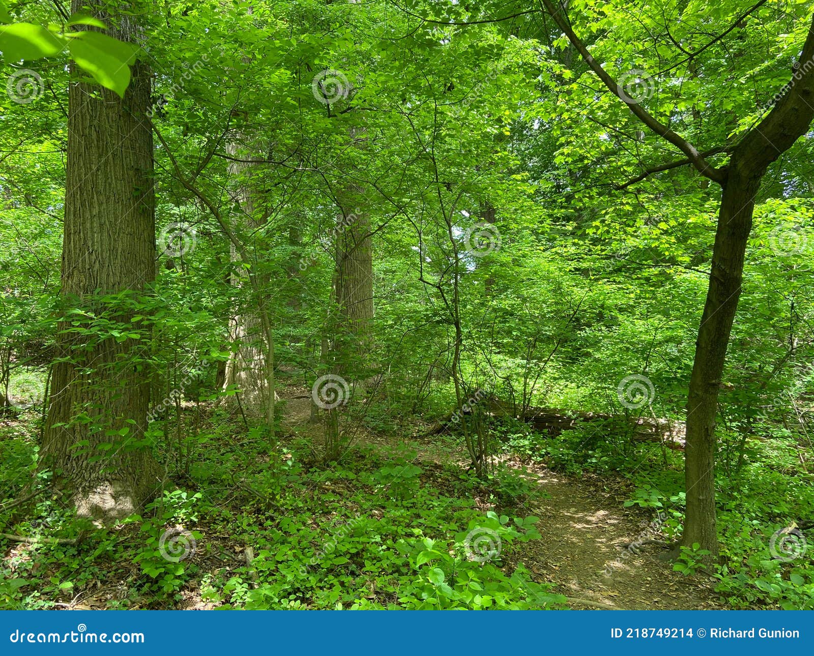 Path through the Lush Green Forest in May in Spring Stock Photo - Image ...