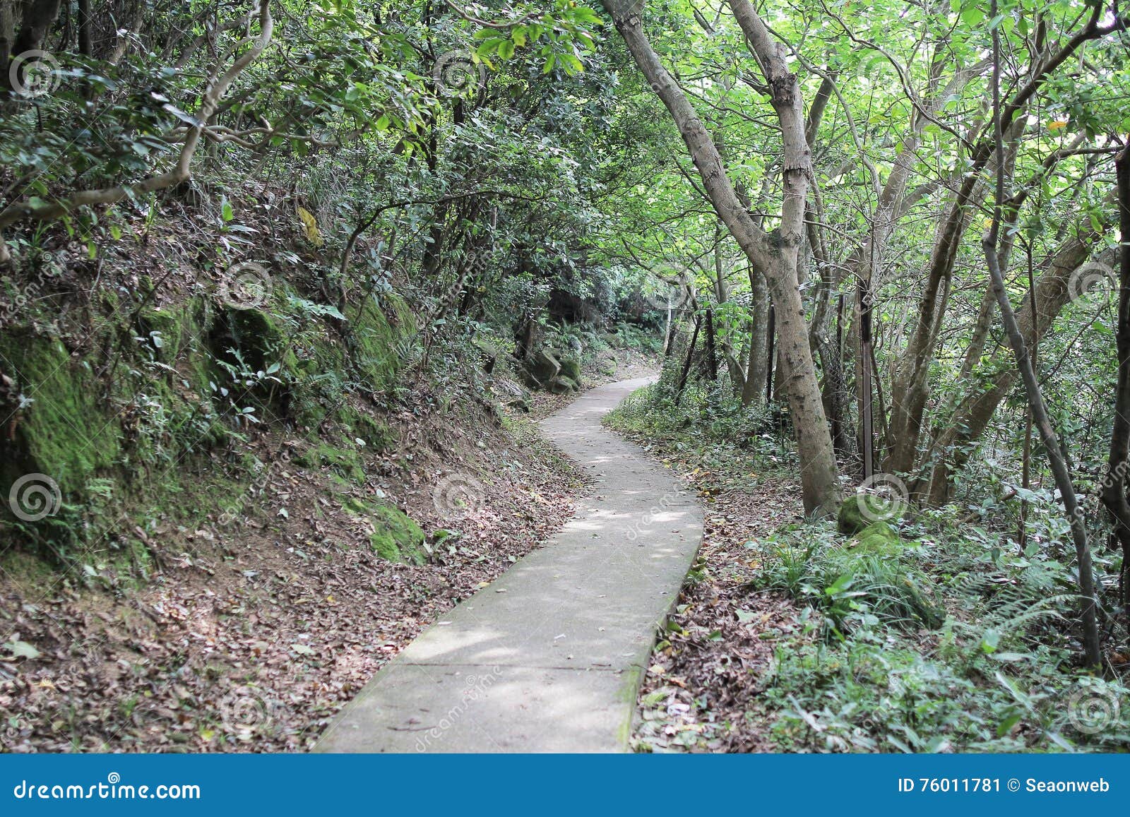 Path through a Lush Green Spring Forest Stock Image - Image of ...