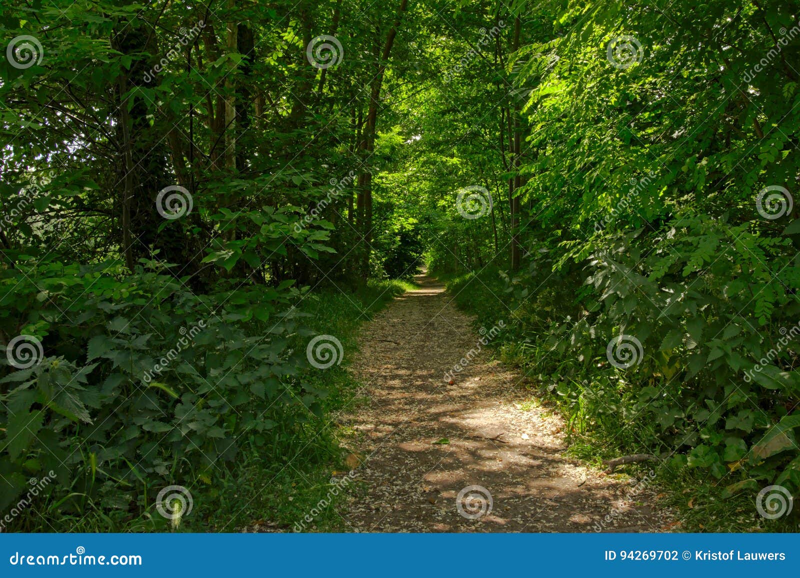Path through a Lush Green Spring Forest Stock Photo - Image of ecology ...