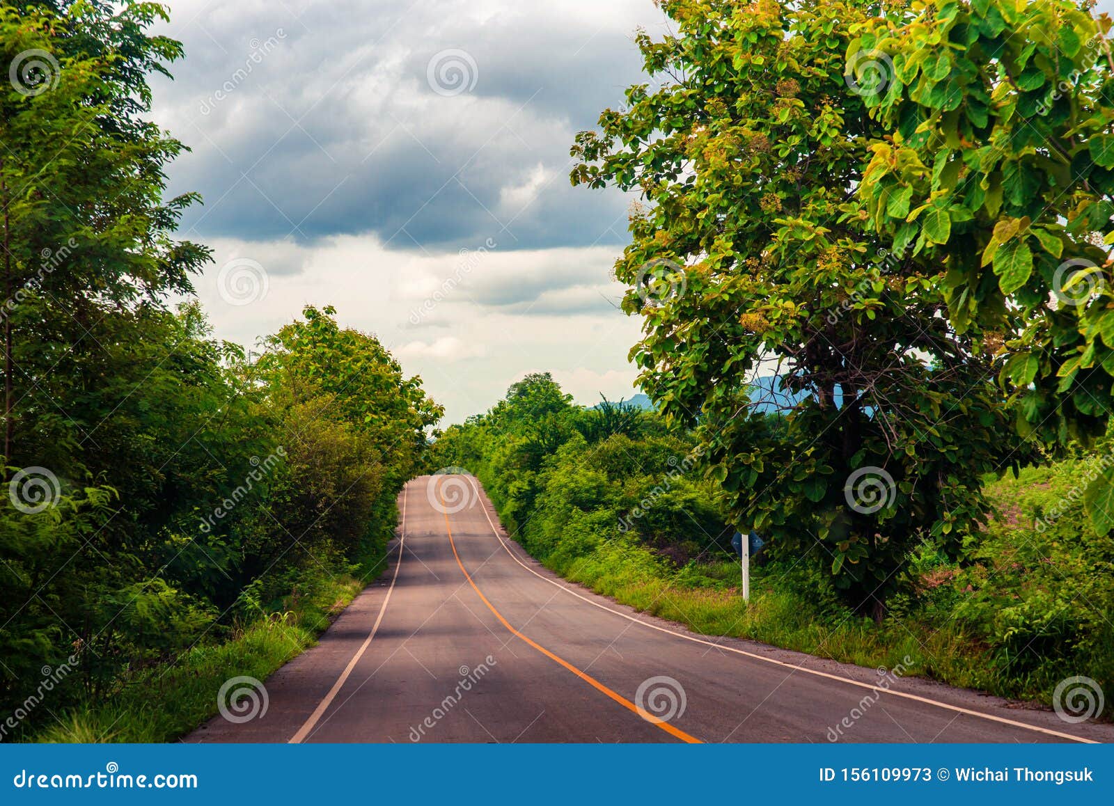 Path with Lush Green Trees beside the Road Stock Image - Image of ...