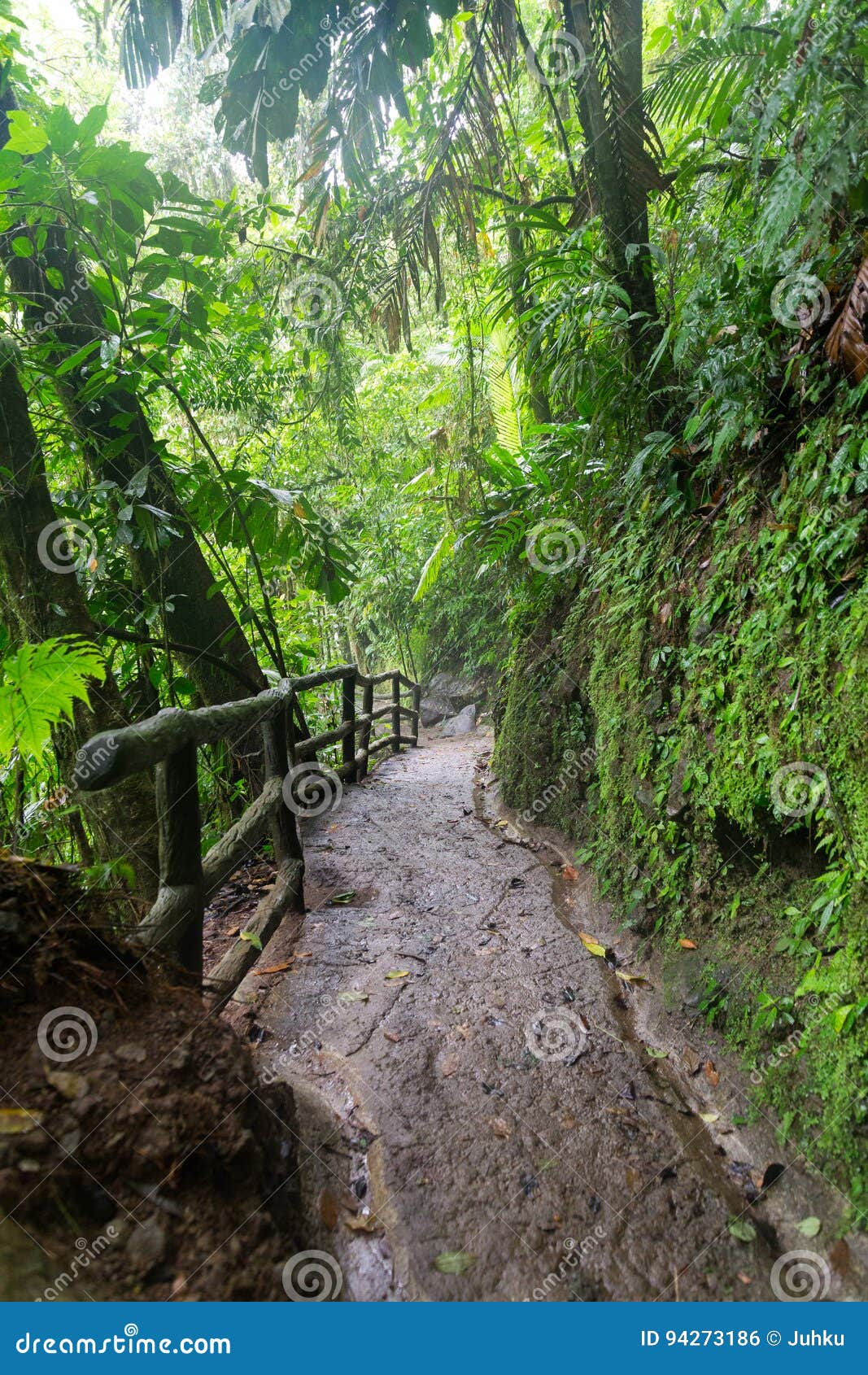 Path in Lush Rainy Rainforest Stock Photo - Image of sunlight, natural ...