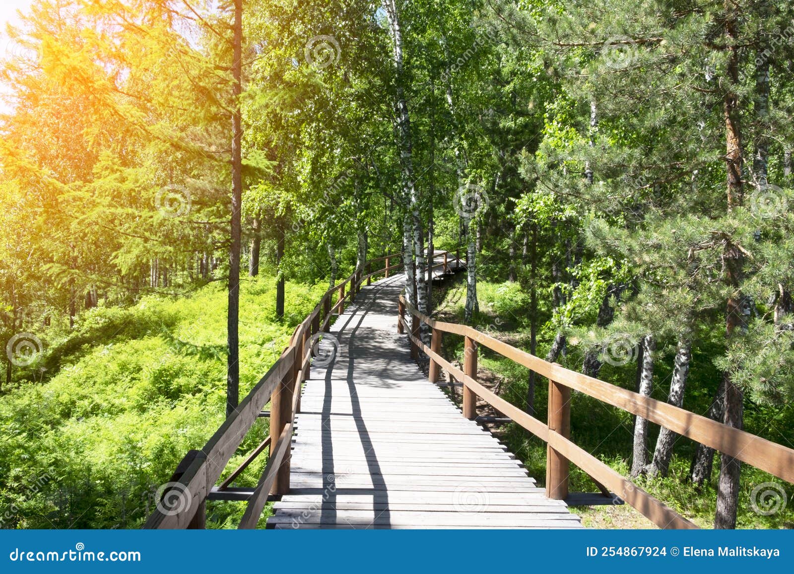 A Path Made of Boards with Railings is Laid through the Forest Stock ...