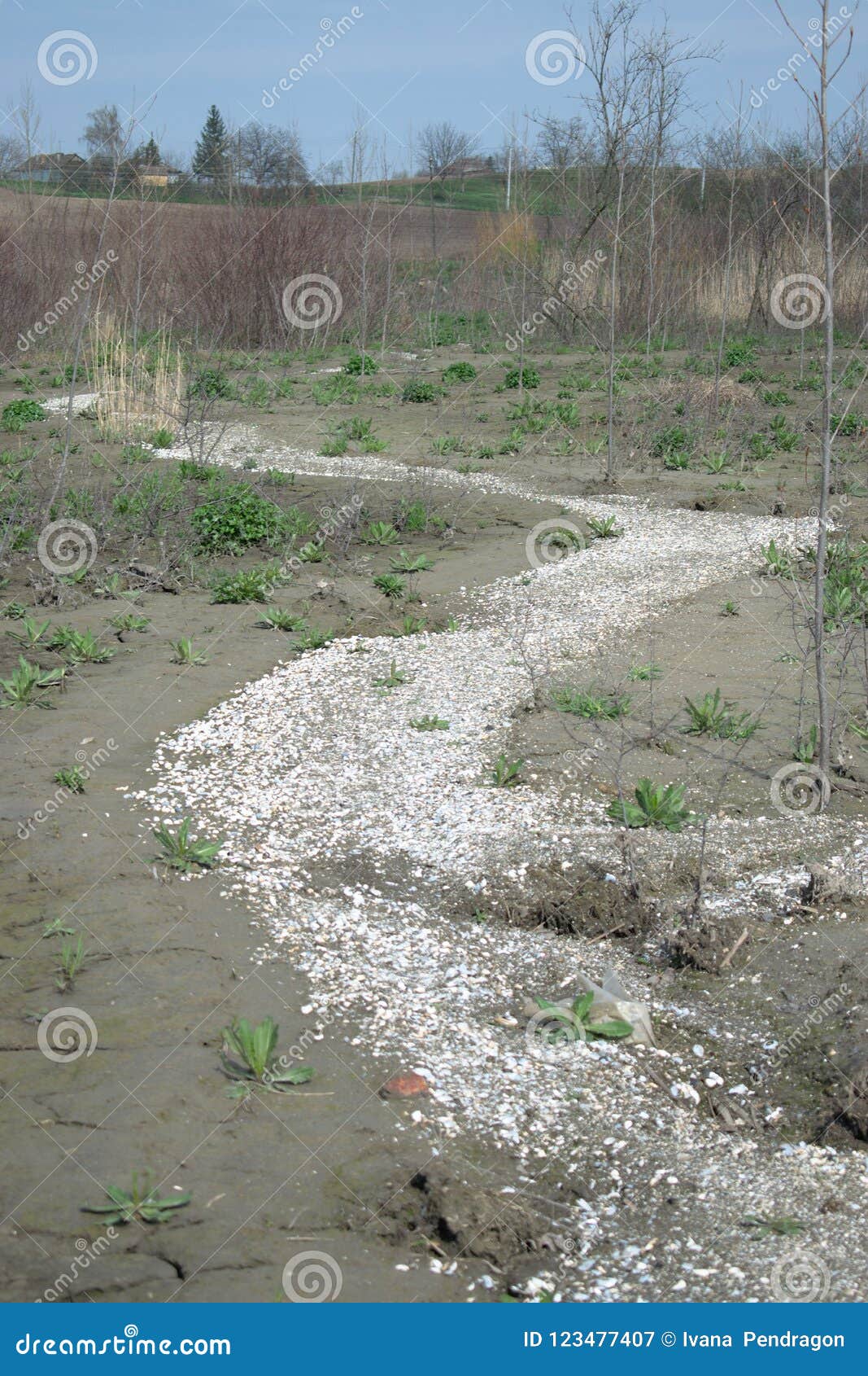Shell Path stock image. Image of path, broken, landscape - 123477407