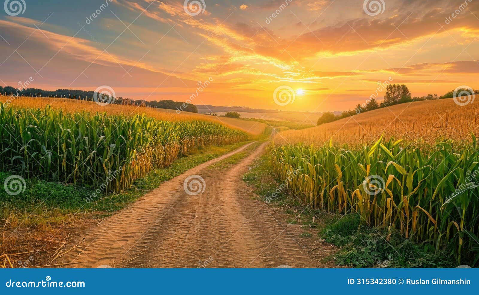 Path Made through Corn Field As Leisure Activity Stock Photo - Image of ...