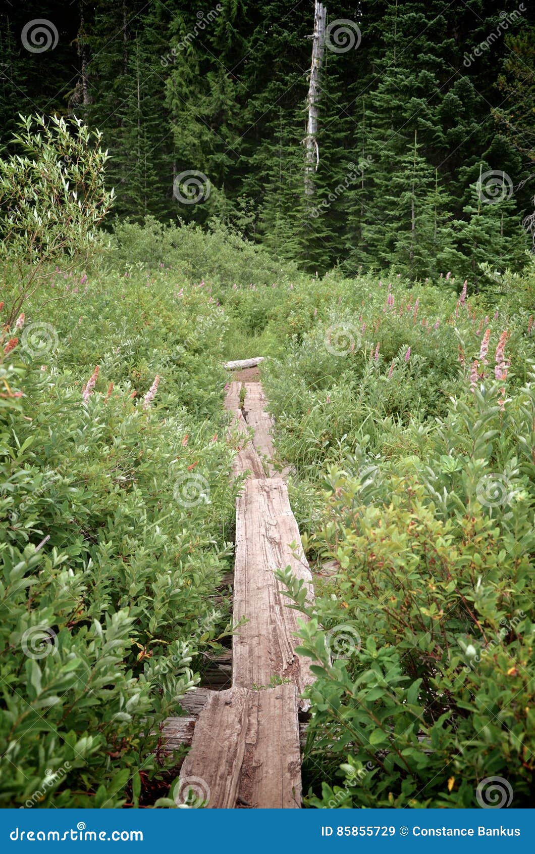 Path made from planks stock image. Image of nature, trail - 85855729