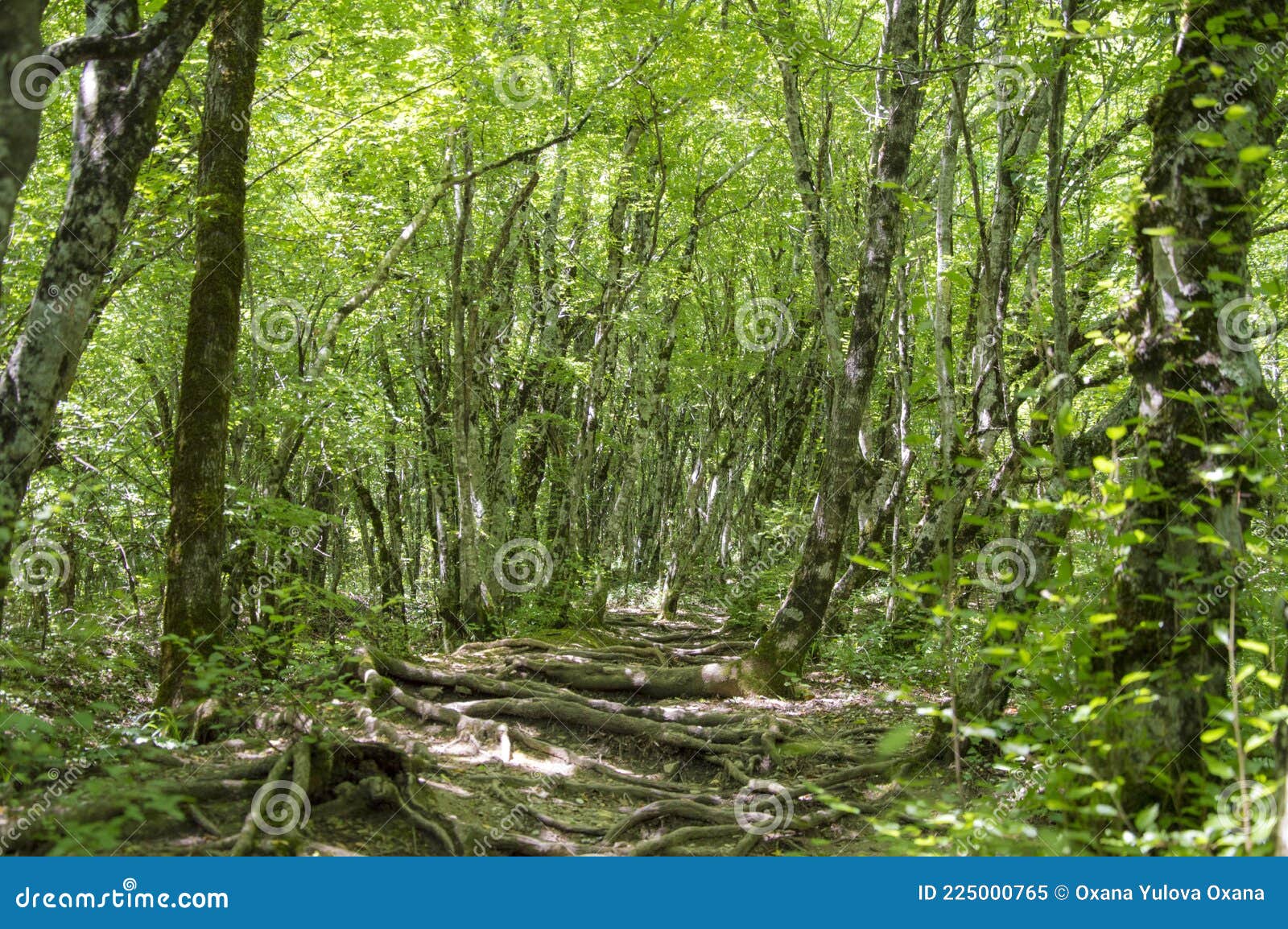 A Path Made of Tree Roots in the Forest Stock Image - Image of path ...