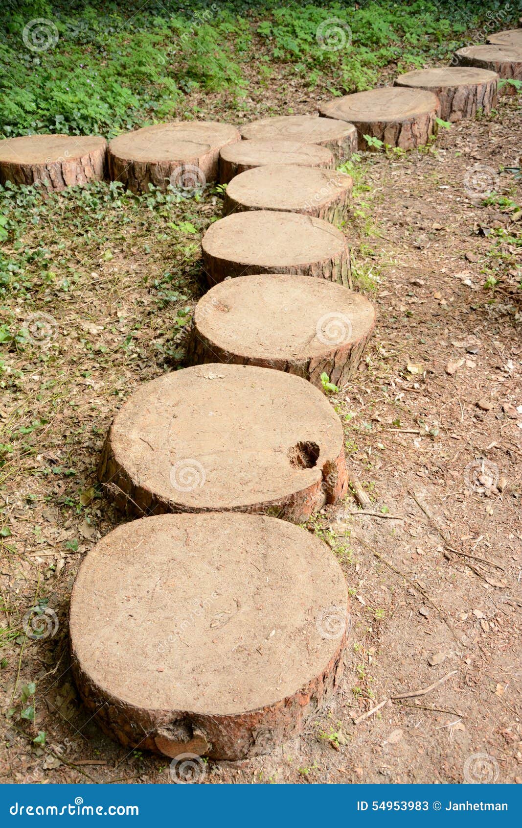 Path Made of Tree Trunk Slices Stock Image - Image of wooden, wood ...