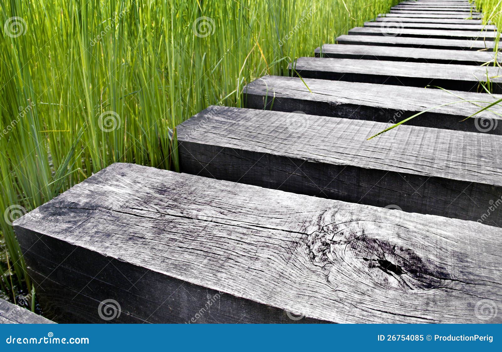 Path Made of Wood Over Water in a Field Stock Image - Image of japan ...