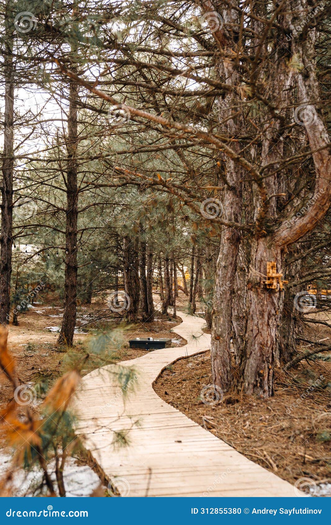A Path Made of Wooden Planks between Trees in a Pine Forest. Stock ...