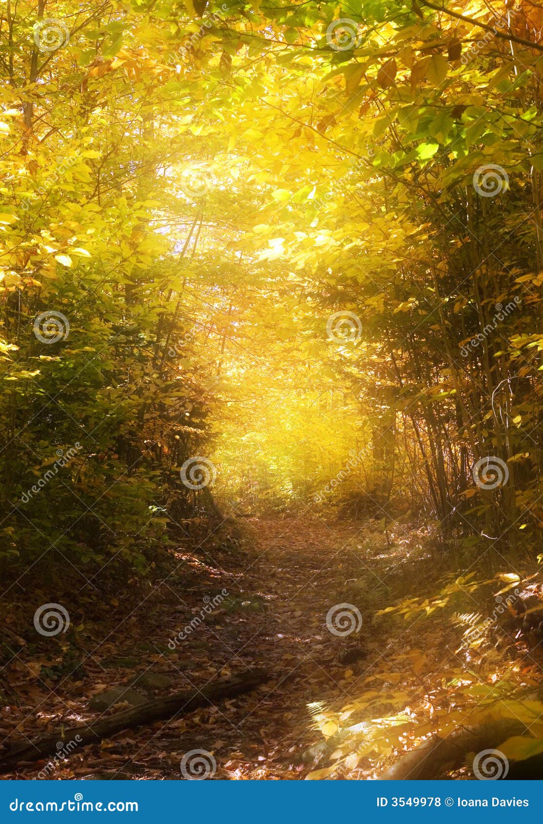 Path through the Magic Forest Stock Photo - Image of environment, magic ...